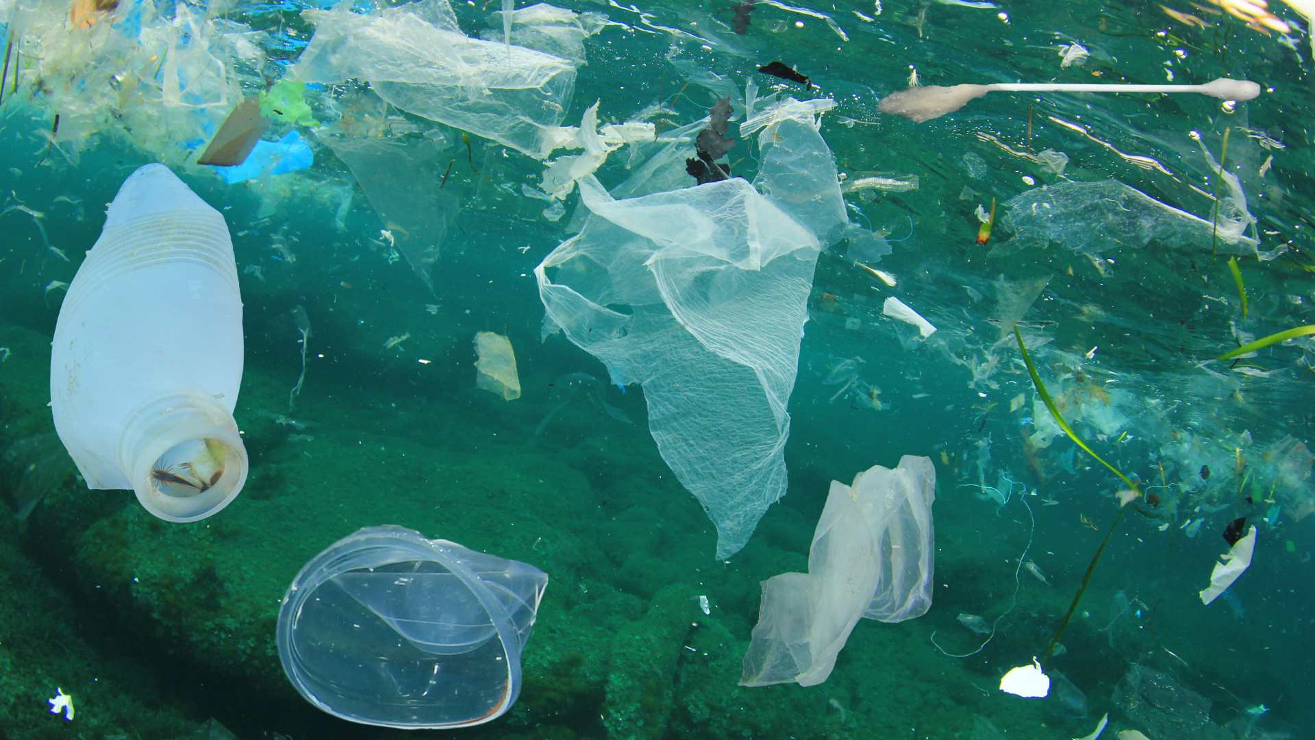 Plastique dans les océans : un impact nocif sur la planète